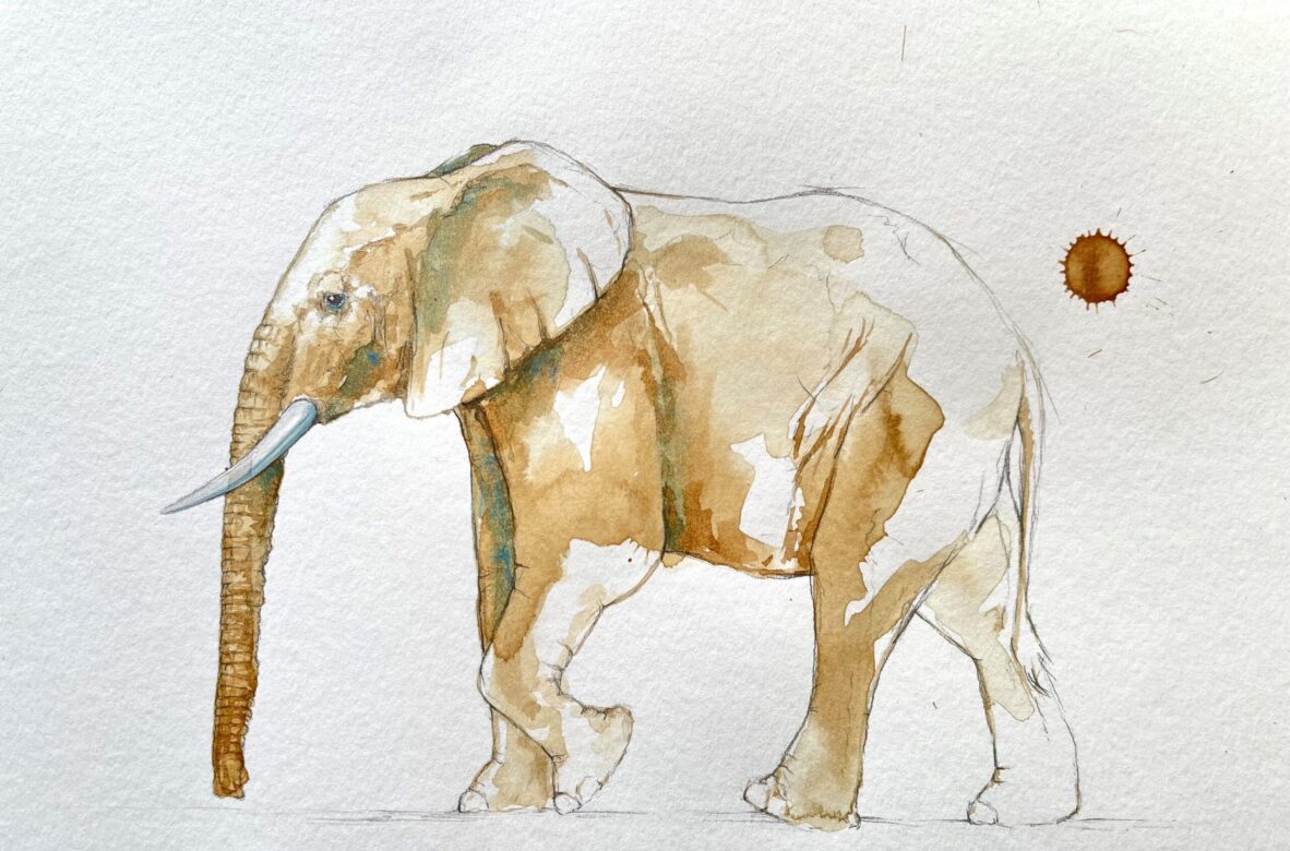 Stephen Rew Artwork | David Shepherd Wildlife Foundation