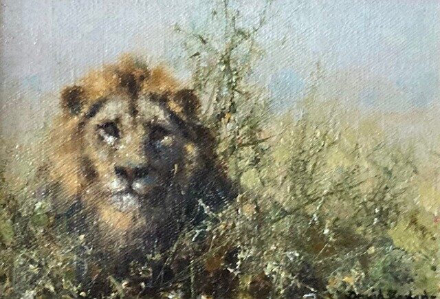 Lion Conservation & Endangered Status | David Shepherd Wildlife Foundation