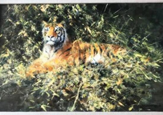 Tiger in the Sun | David Shepherd Wildlife Foundation