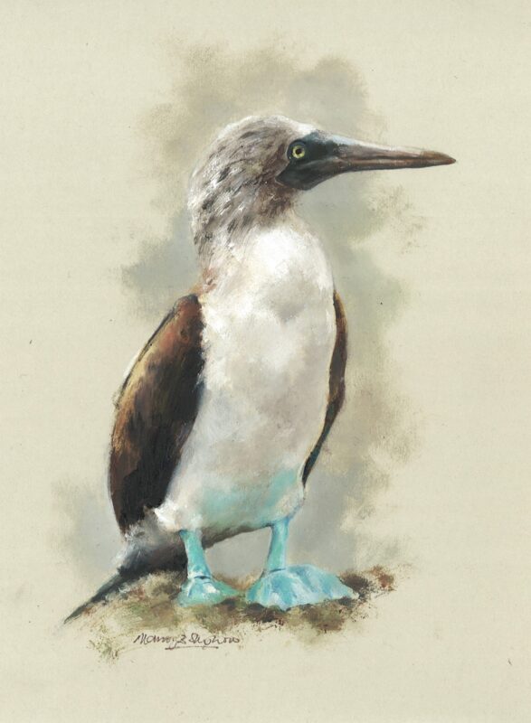 Mandy Shepherd | Wildlife Art Ambassadors | David Shepherd Wildlife ...