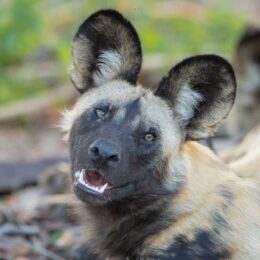 Pangolin Facts | David Shepherd Wildlife Foundation