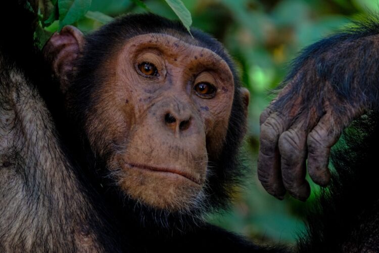8 Chimp Facts for Kids | David Shepherd Wildlife Foundation