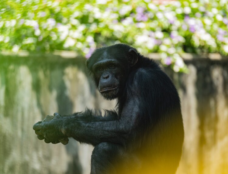 Top 10 Interesting Facts About Chimpanzees | DSWF