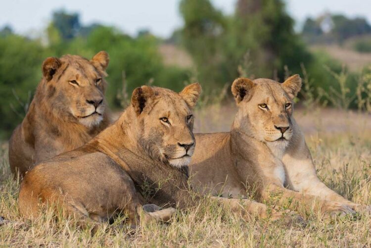 7 Lion Facts for Kids | David Shepherd Wildlife Foundation
