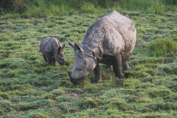 Top 10 Interesting Facts About Rhinos | DSWF