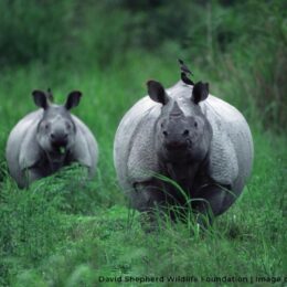Why tigers are important to us all | David Shepherd Wildlife Foundation