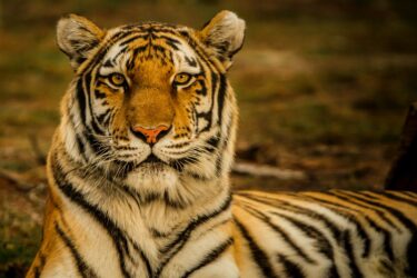 Tiger Facts | David Shepherd Wildlife Foundation