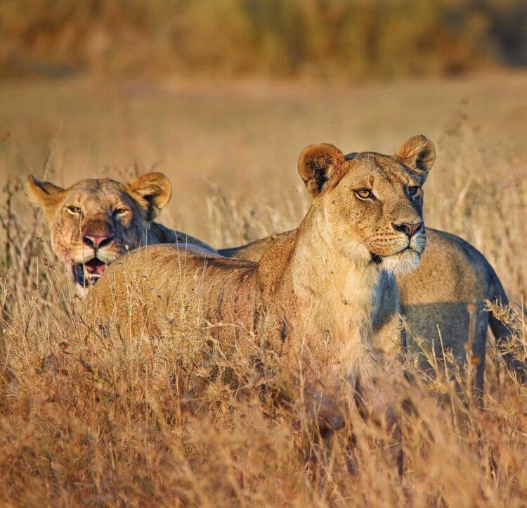 Top 10 Interesting Facts About Lions | David Shepherd Wildlife Foundation