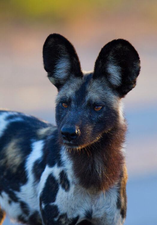 Painted Dog Conservation & Endangered Status | David Shepherd Wildlife ...