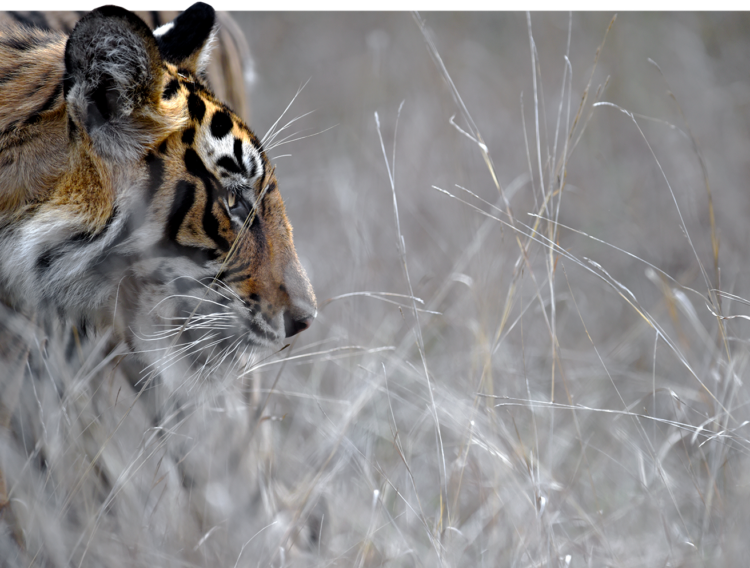 Tiger Conservation & Endangered Status | David Shepherd Wildlife Foundation