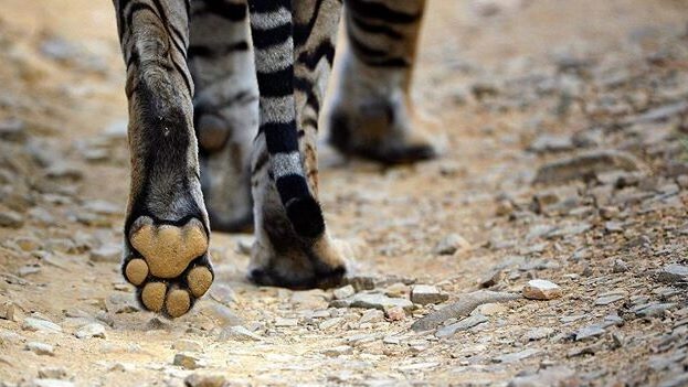 How DSWF is Protecting & Saving Tigers | David Shepherd Wildlife Foundation