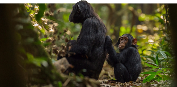Chimpanzee Species & Endangered Status | David Shepherd Wildlife Foundation