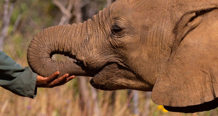 Human & Wildlife Coexistence | David Shepherd Wildlife Foundation