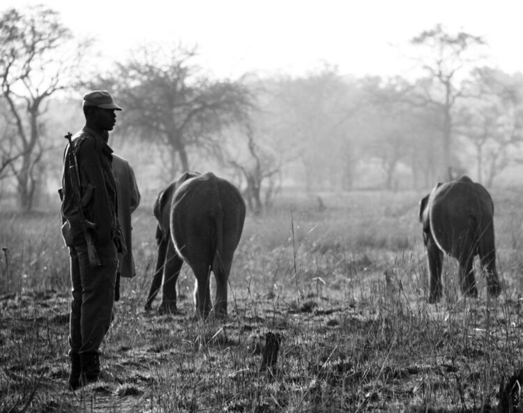 Threats to Elephants | David Shepherd Wildlife Foundation