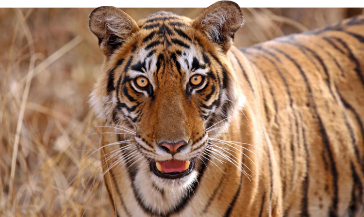 Tiger Conservation & Endangered Status | David Shepherd Wildlife Foundation