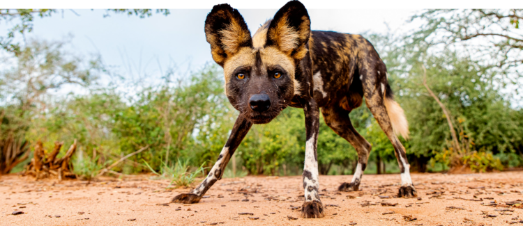 Painted Dog Conservation & Endangered Status | David Shepherd Wildlife ...