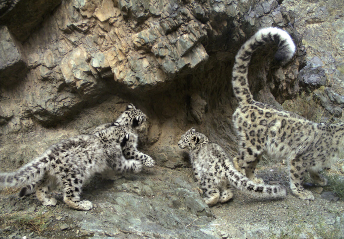 How DSWF is Protecting & Saving Snow Leopards | David Shepherd Wildlife ...
