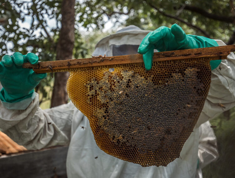 Engaging Global Communities | David Shepherd Wildlife Foundation