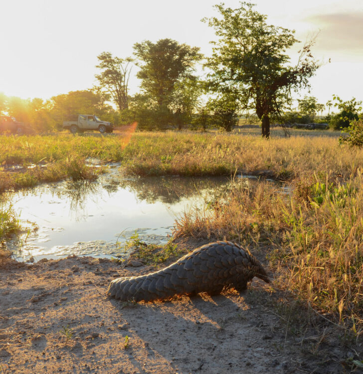 8 Pangolin Facts for Kids | David Shepherd Wildlife Foundation