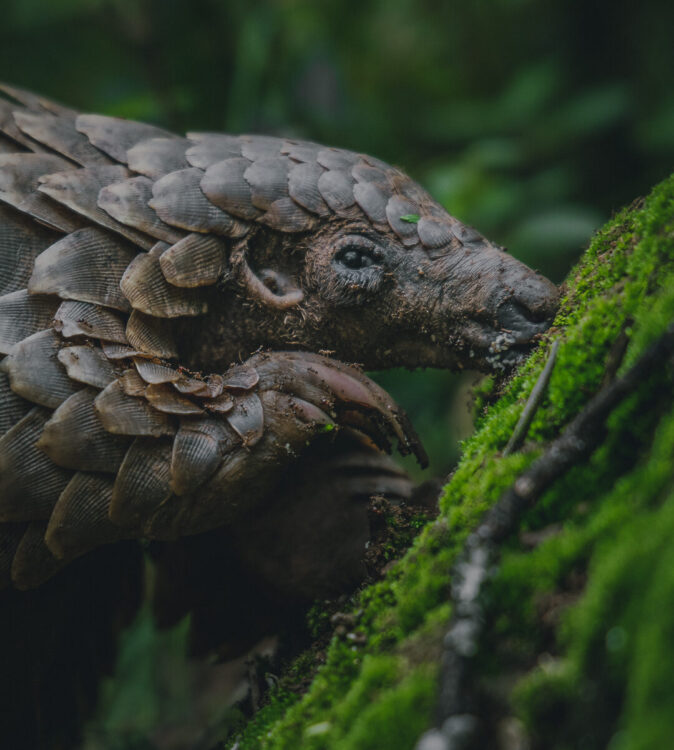 8 Pangolin Facts for Kids | David Shepherd Wildlife Foundation