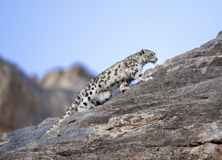 8 Snow Leopard Facts for Kids | David Shepherd Wildlife Foundation
