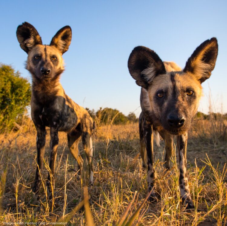 Threats to Painted Dogs | David Shepherd Wildlife Foundation