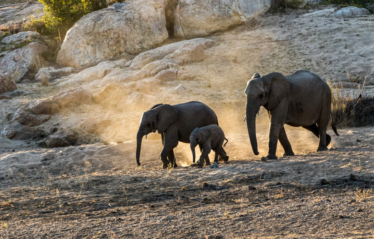 8 Elephant Facts for Kids | David Shepherd Wildlife Foundation