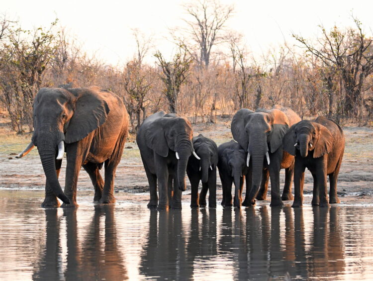 8 Elephant Facts for Kids | David Shepherd Wildlife Foundation