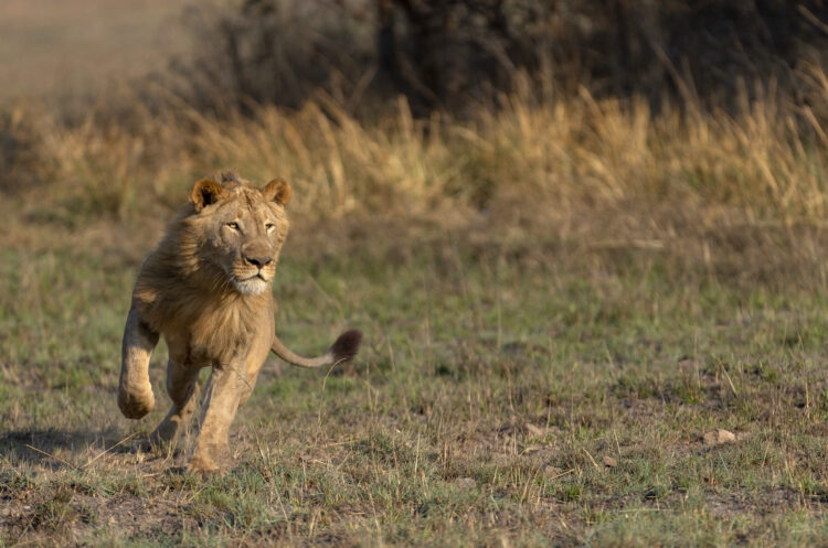 Information on The Lion Trade | David Shepherd Wildlife Foundation