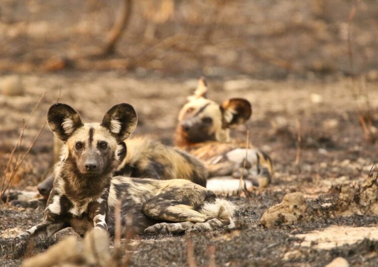 Painted Dog Facts | David Shepherd Wildlife Foundation