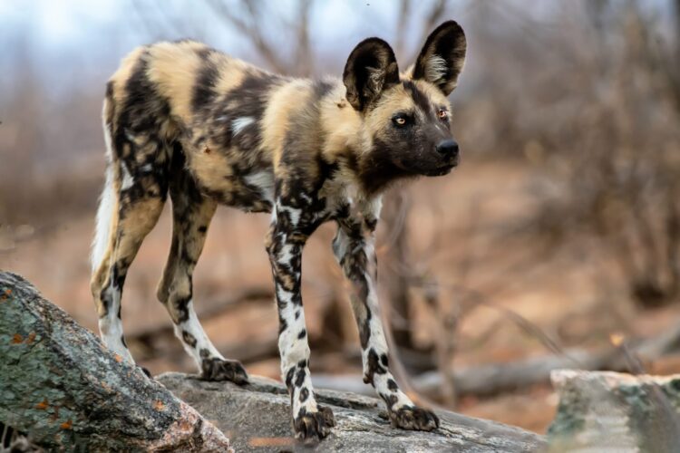 Painted Dog Facts | David Shepherd Wildlife Foundation