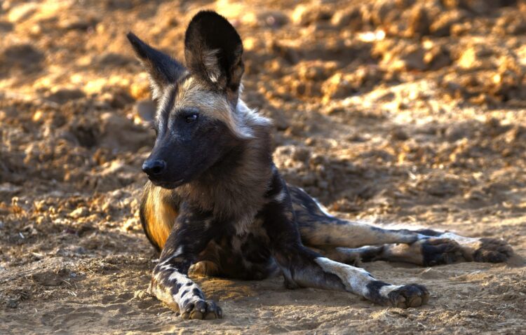 Painted Dog Facts | David Shepherd Wildlife Foundation