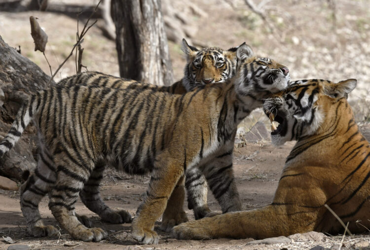 Tiger Conservation & Endangered Status | David Shepherd Wildlife Foundation