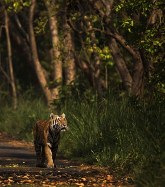 Tiger Conservation & Endangered Status | David Shepherd Wildlife Foundation