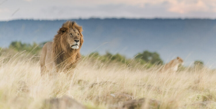 Lion Conservation & Endangered Status | David Shepherd Wildlife Foundation