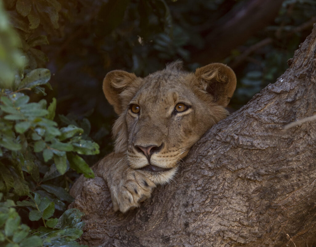 David Shepherd Wildlife Foundation | The Wildlife Conservation Charity