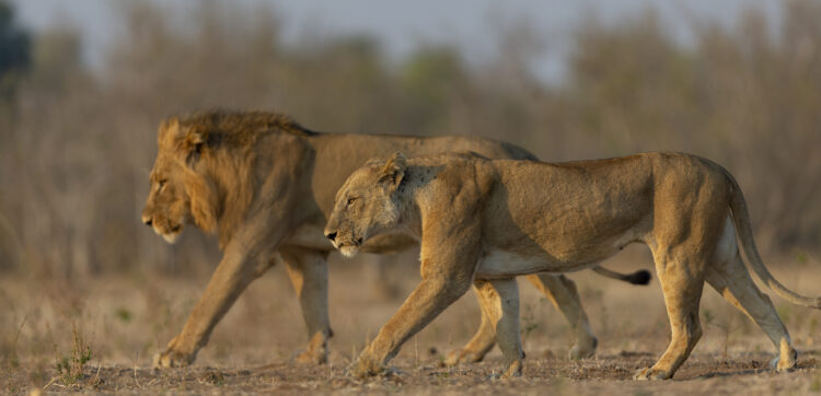 Lion Conservation & Endangered Status | David Shepherd Wildlife Foundation