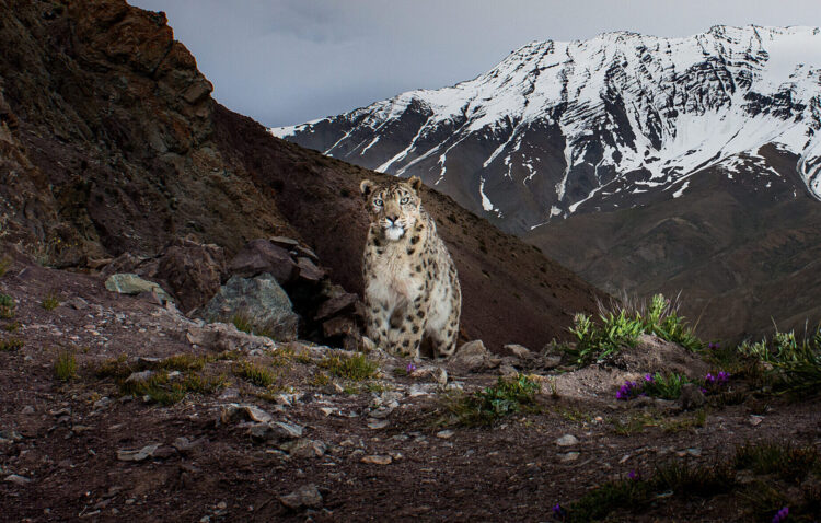 Snow Leopard Conservation & Endangered Status | David Shepherd Wildlife ...