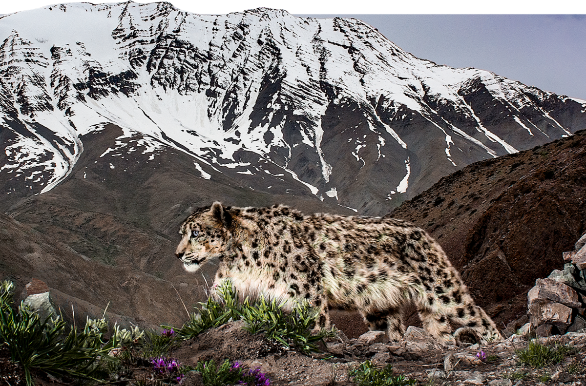 How DSWF is Protecting & Saving Snow Leopards | David Shepherd Wildlife ...