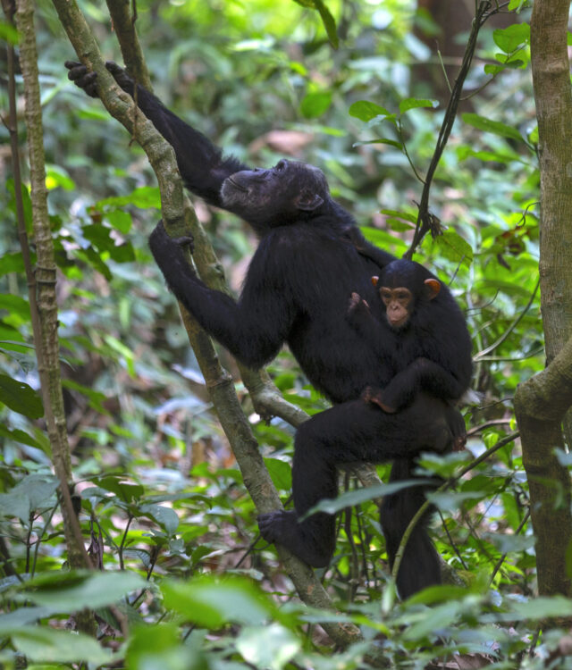 Chimpanzee Species & Endangered Status | David Shepherd Wildlife Foundation
