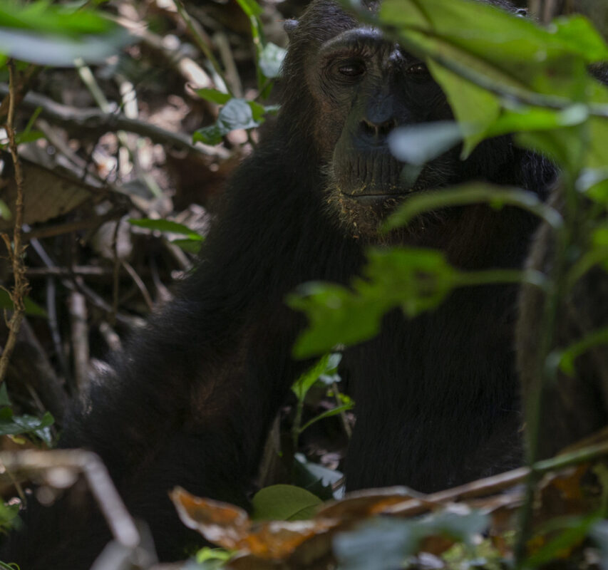 How DSWF is Protecting & Saving Chimpanzees | David Shepherd Wildlife ...
