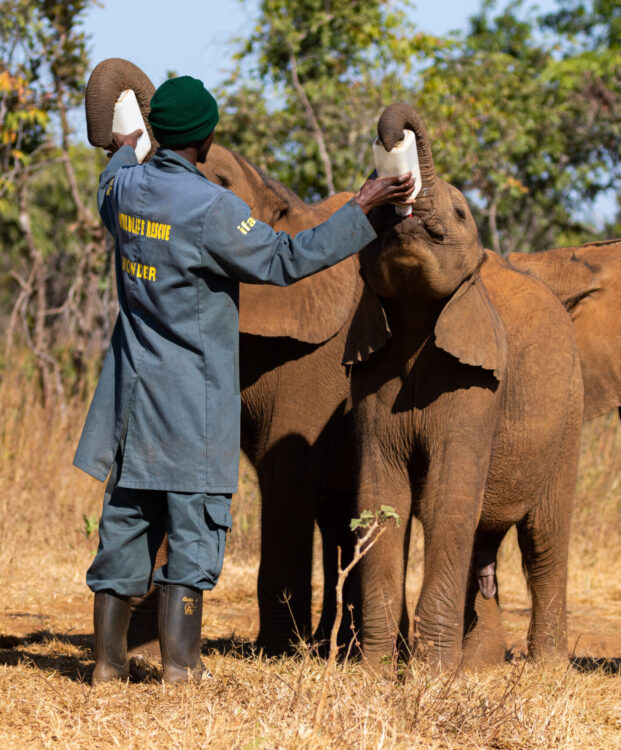 How DSWF is Protecting & Saving Elephants | David Shepherd Wildlife ...