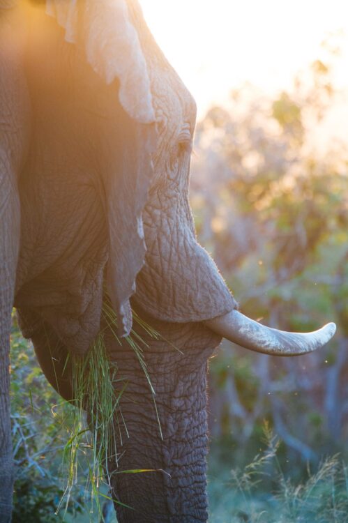 Elephant Conservation & Endangered Status | David Shepherd Wildlife ...