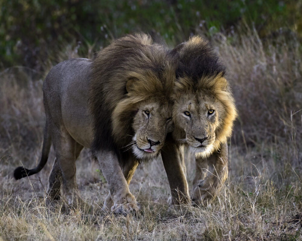 How DSWF is Protecting & Saving Lions | David Shepherd Wildlife Foundation