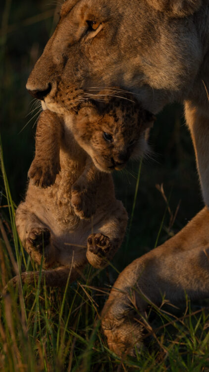 How DSWF is Protecting & Saving Lions | David Shepherd Wildlife Foundation