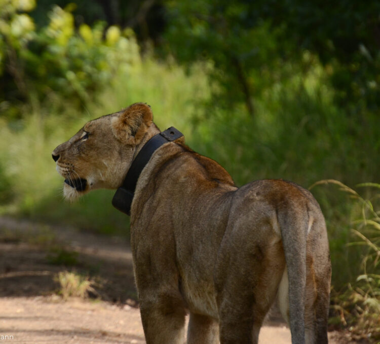 How DSWF is Protecting & Saving Lions | David Shepherd Wildlife Foundation