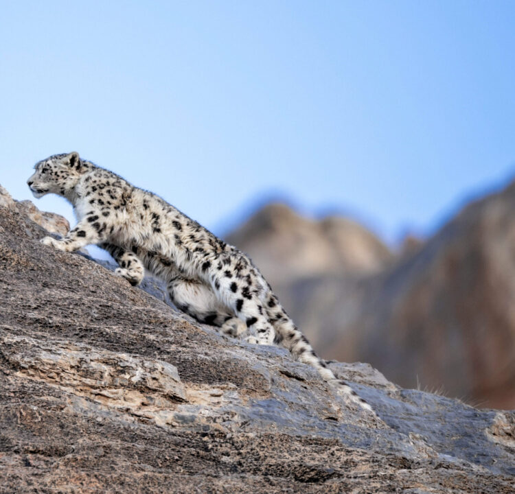 Snow Leopard Facts | David Shepherd Wildlife Foundation