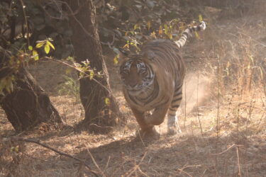 7 Tiger Facts for Kids | David Shepherd Wildlife Foundation