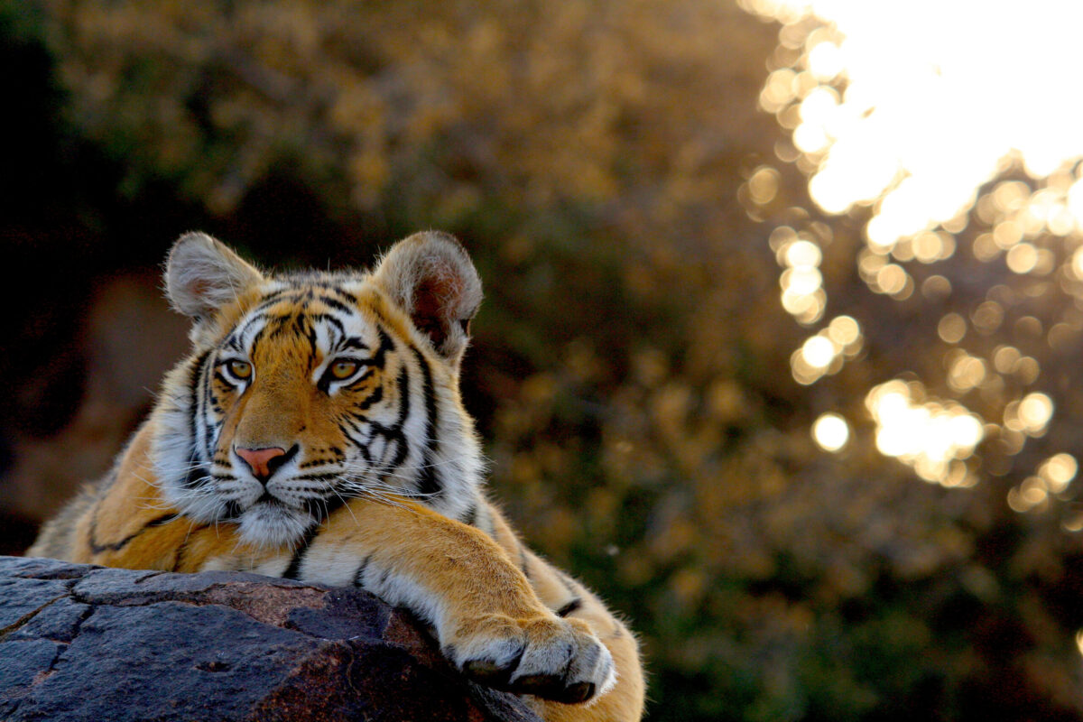 How DSWF is Protecting & Saving Tigers | David Shepherd Wildlife Foundation