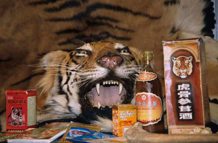 Threats to Tigers | David Shepherd Wildlife Foundation